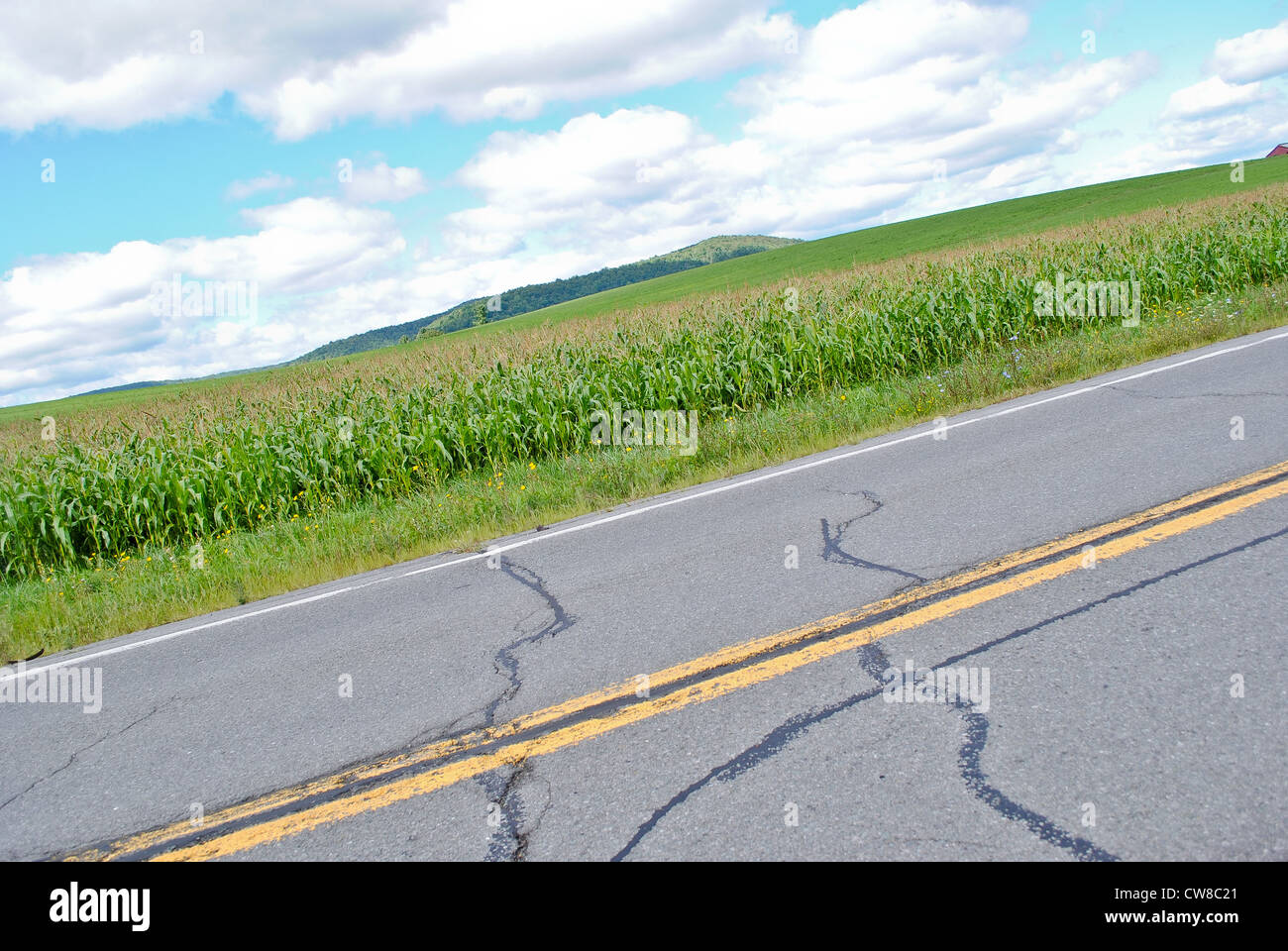 Corn fields and the road Stock Photo - Alamy
