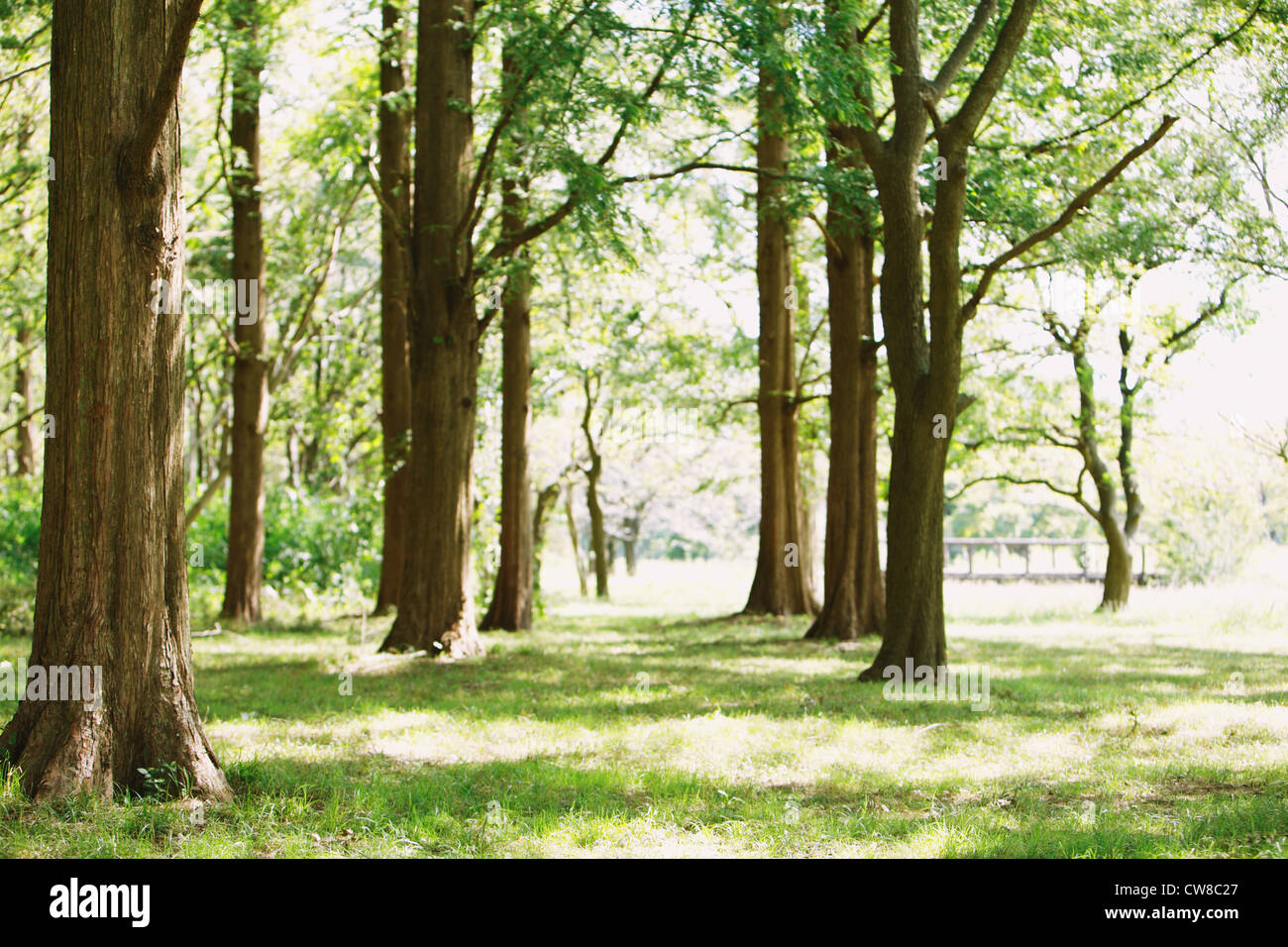 Trees In Park Stock Photo - Alamy