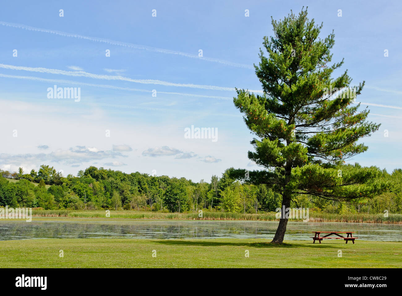 Pond and tree hi-res stock photography and images - Alamy