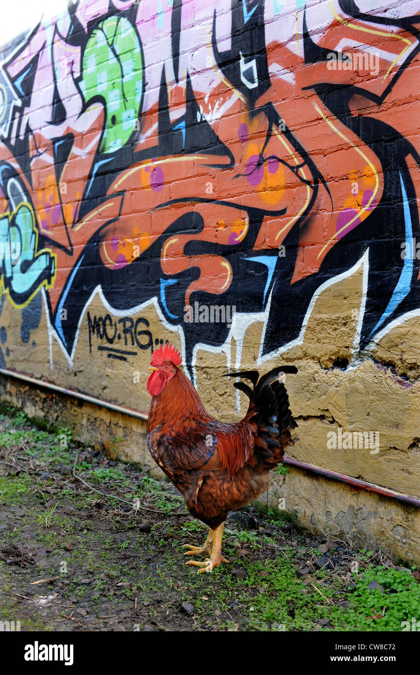 Graffiti rooster hi-res stock photography and images - Alamy
