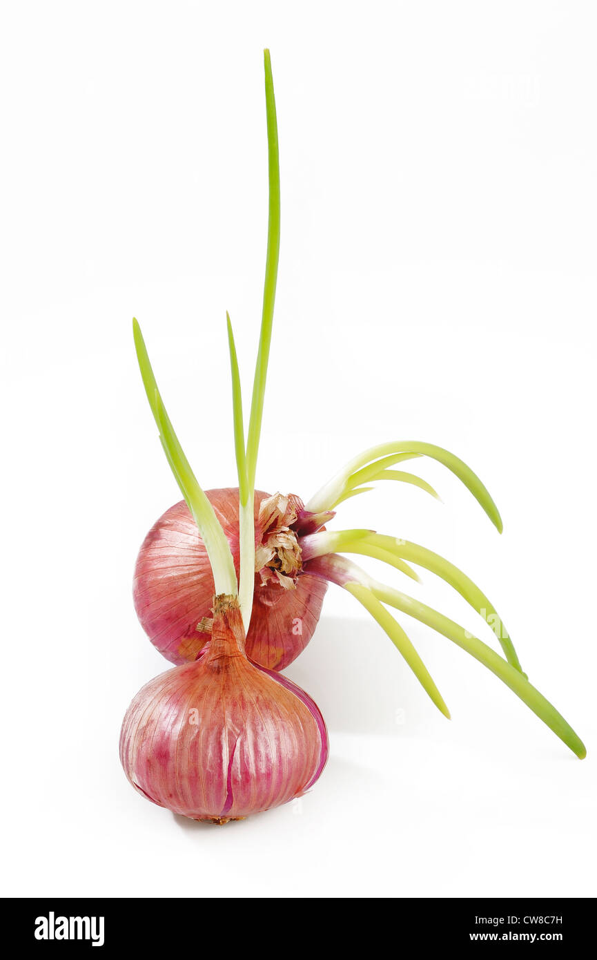 Sprouting onions isolated on white background Stock Photo - Alamy