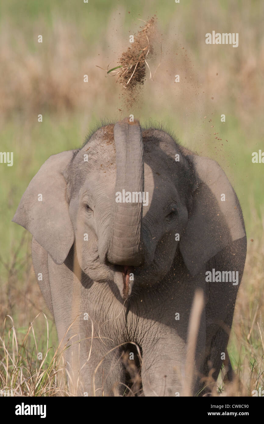 Indian Elephant Dust Bath High Resolution Stock Photography and Images ...