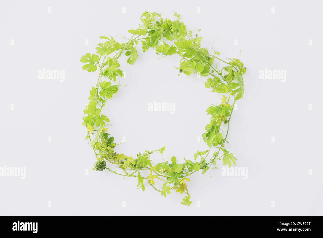 Circle Of Ivy Stock Photo - Alamy