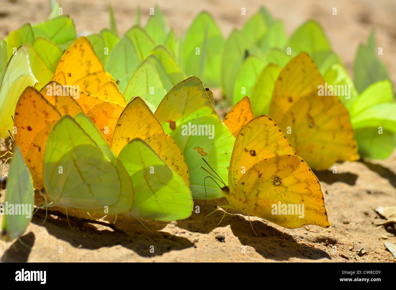 Amazon butterflies hi-res stock photography and images - Alamy
