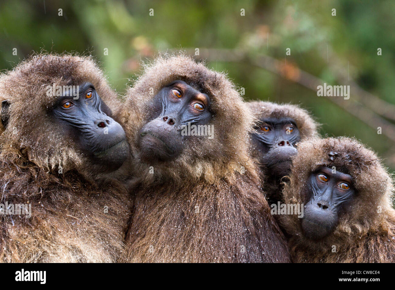 Gelada baboons theropithecus gelada hi-res stock photography and images ...