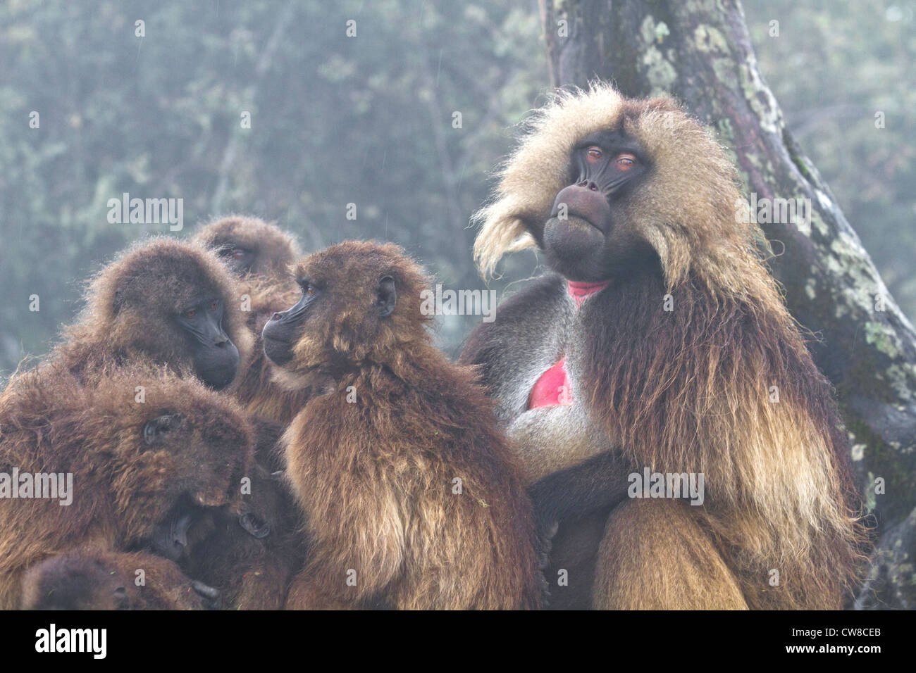 Gelada Baboons (Theropithecus gelada) huddling in the rain Simien ...