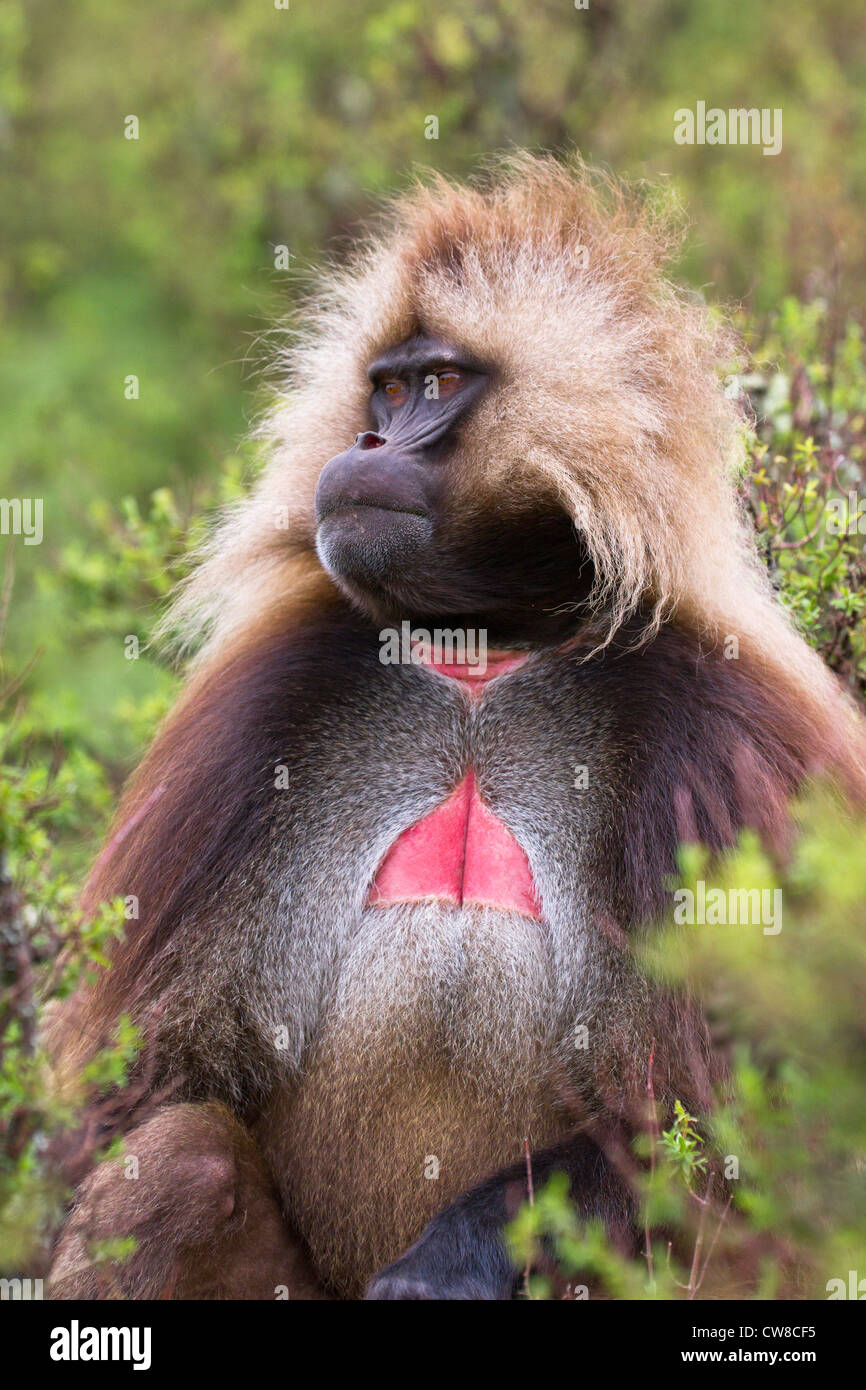 Male gelada theropithecus gelada hi-res stock photography and images ...