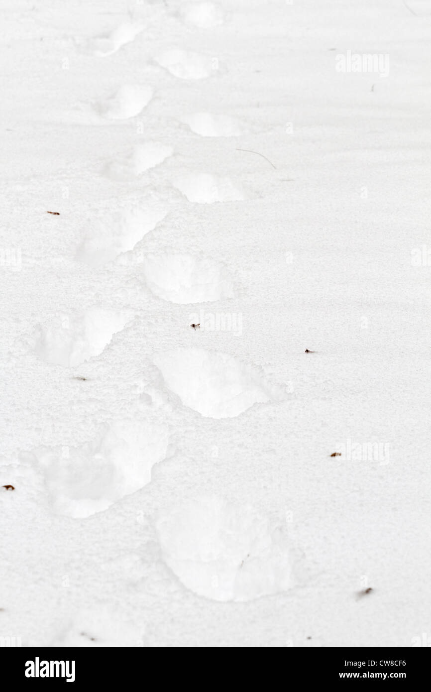 A line of footprints in a deep freshly fallen snow on a cold January ...
