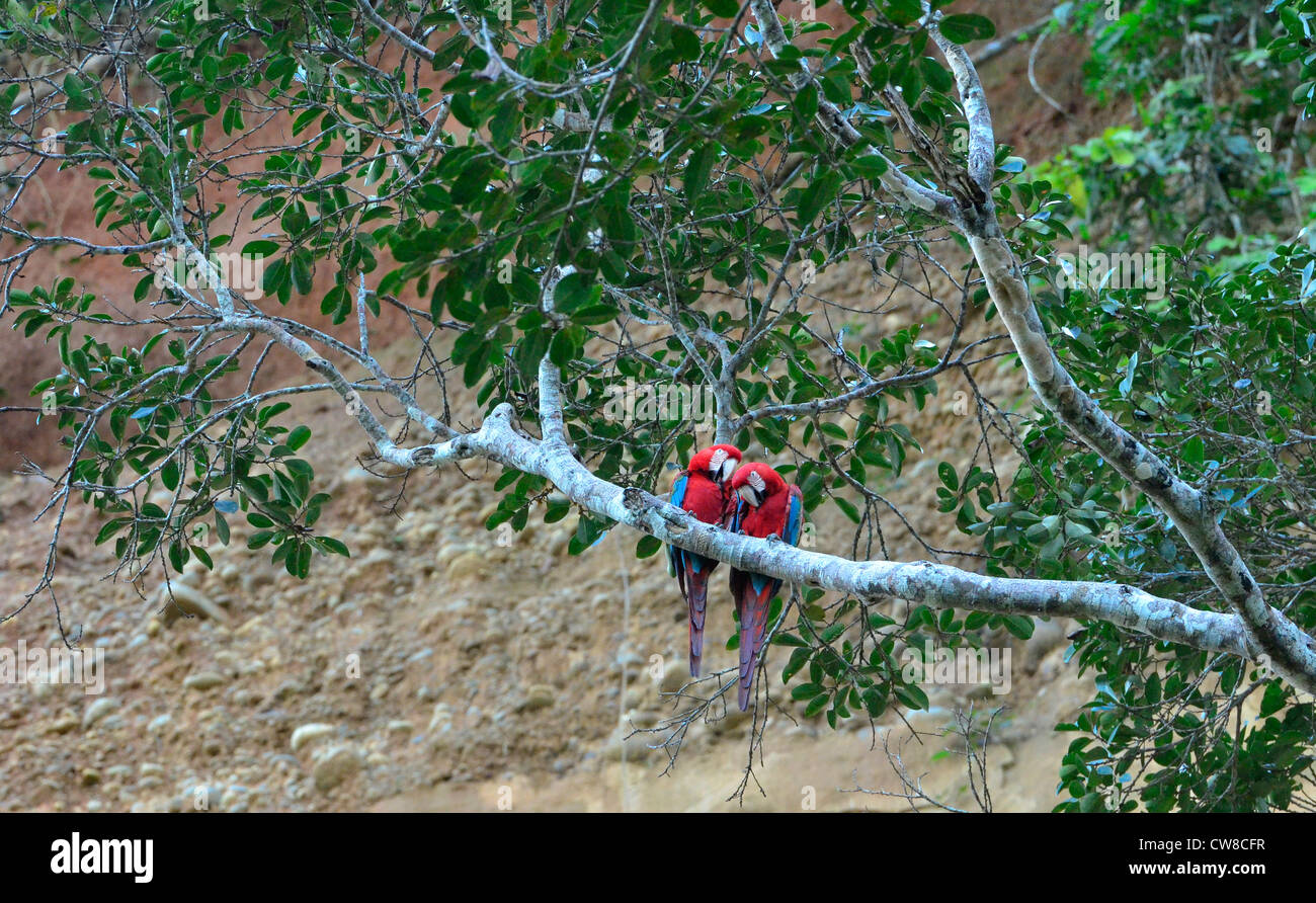 Madidi National Park, Rurrenabaque, Bolivia, South America Stock Photo ...