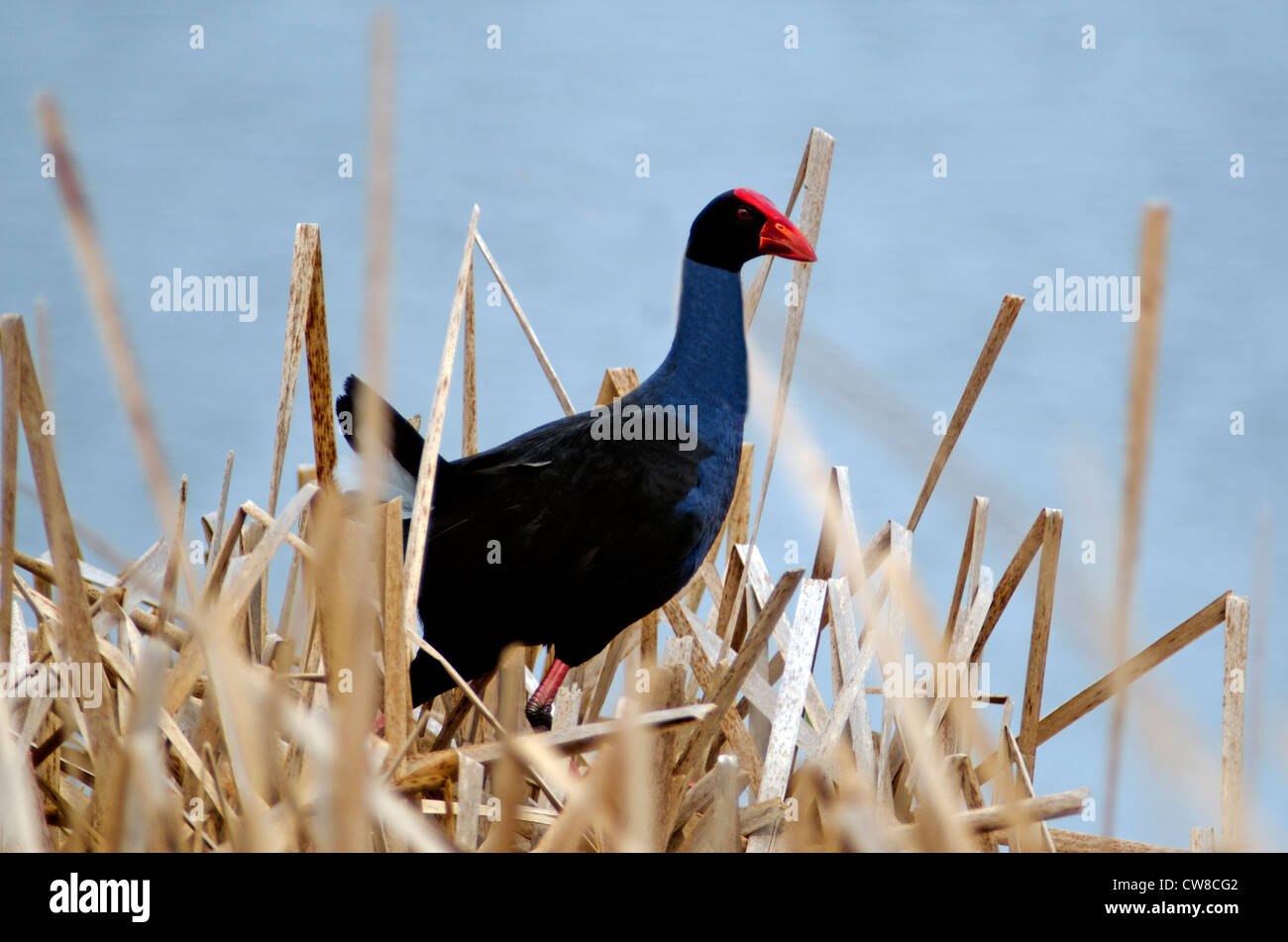 Pukeko Native New Zealand Bird High Resolution Stock Photography and ...