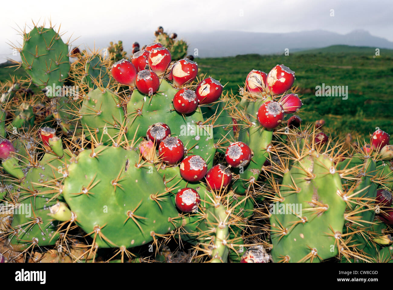 Spain, Andalusia: Cactus (Cactaceae) with fruits at Cabo de Gata Stock ...