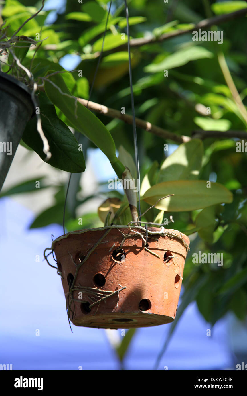 It's a photo of a suspended pot or vase with a green plants in it. It's ...