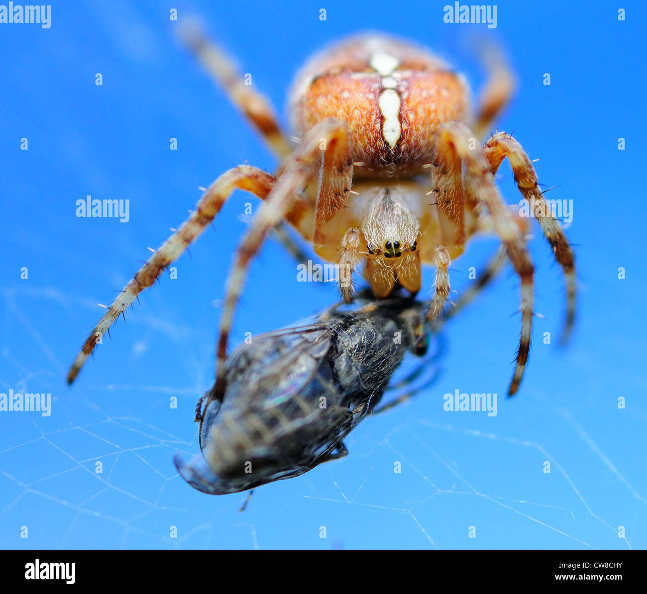 Spider Eat Fly High Resolution Stock Photography and Images - Alamy
