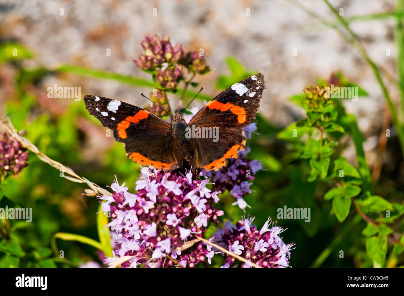 Red admiral on purple color hi-res stock photography and images - Alamy