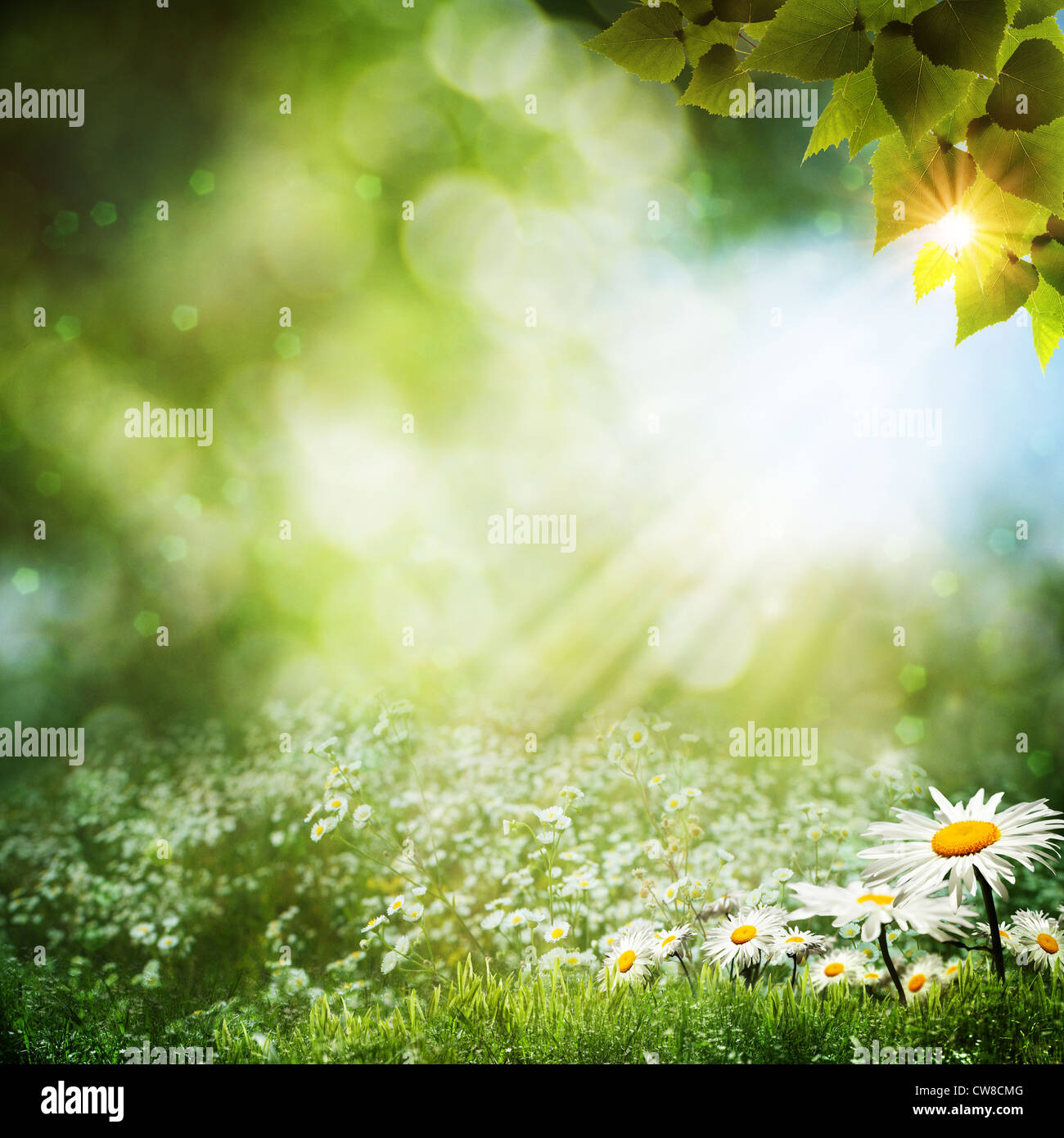 Abstract summer backgrounds with daisy flowers Stock Photo - Alamy