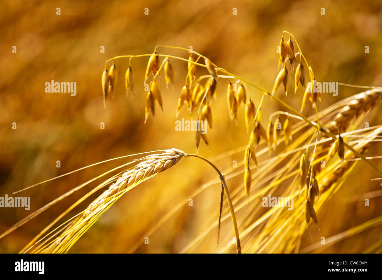 Blue avena grass hi-res stock photography and images - Alamy