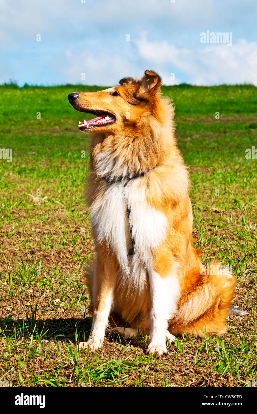 American bred hi-res stock photography and images - Alamy