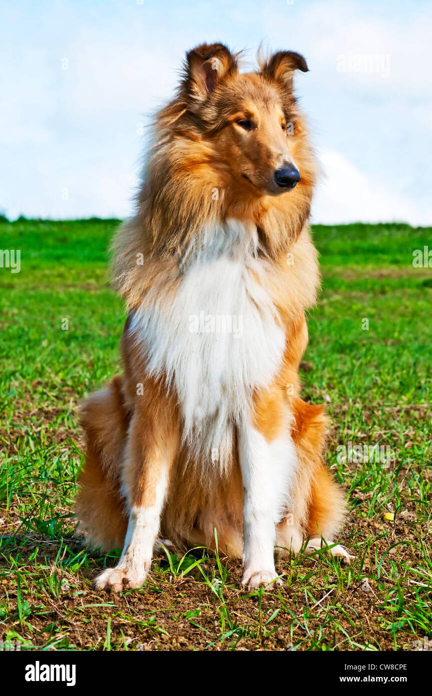 American bred hi-res stock photography and images - Alamy