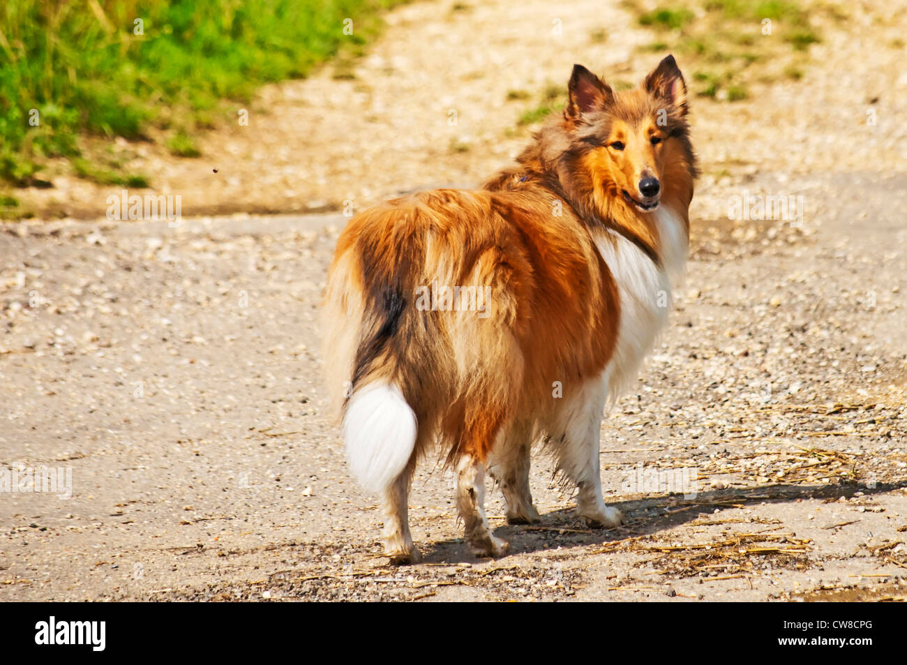 American true-bred collie dog Stock Photo - Alamy