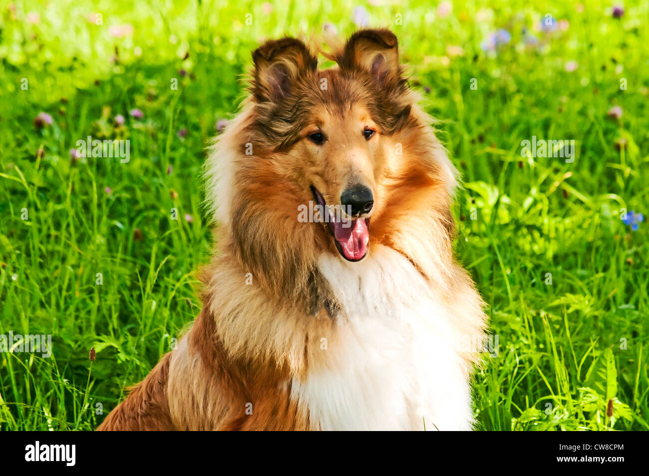 American bred hi-res stock photography and images - Alamy