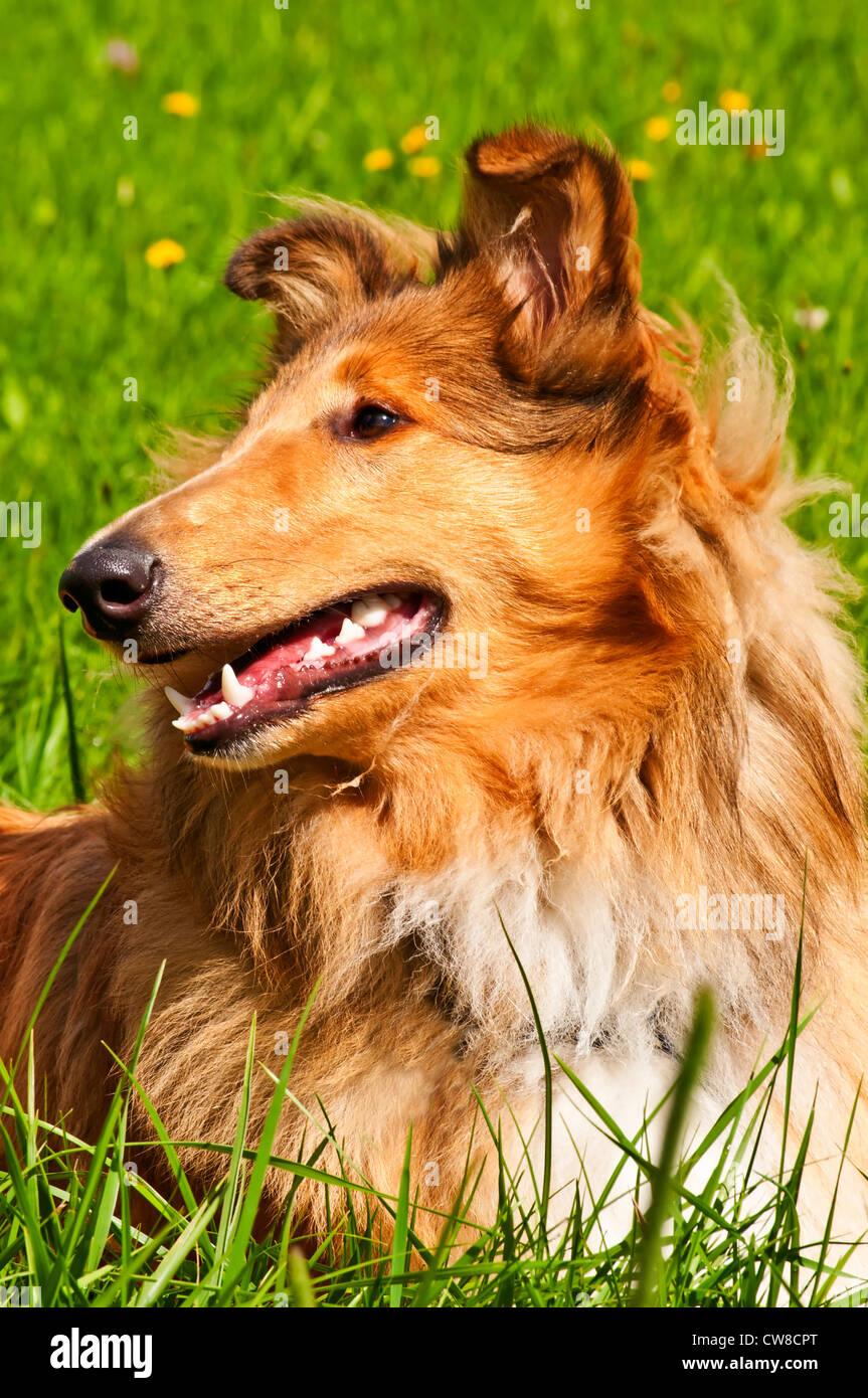 American true hi-res stock photography and images - Alamy