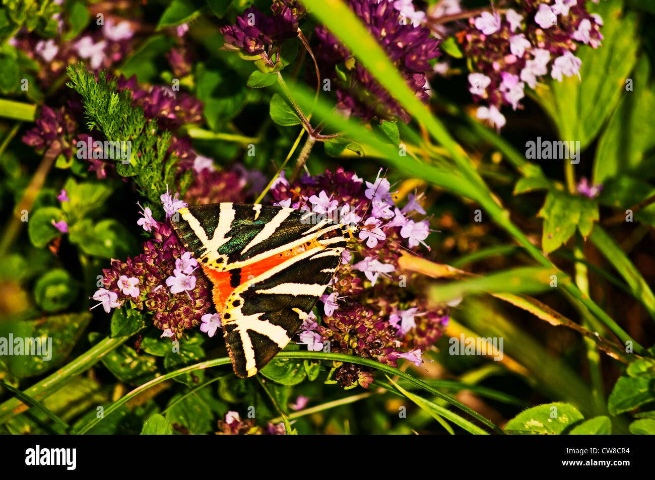 Spanish fly insect hi-res stock photography and images - Alamy