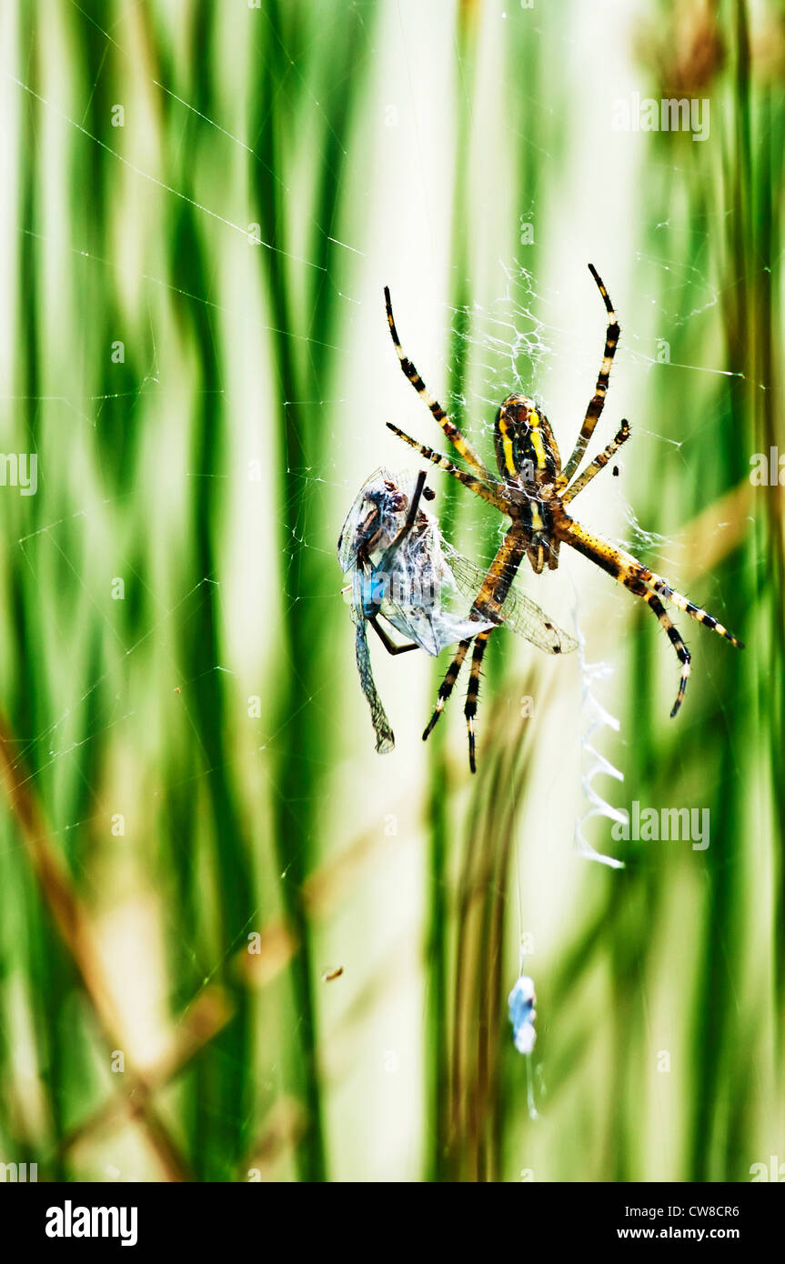 wasp spider with blue-tailed damselfly Stock Photo - Alamy