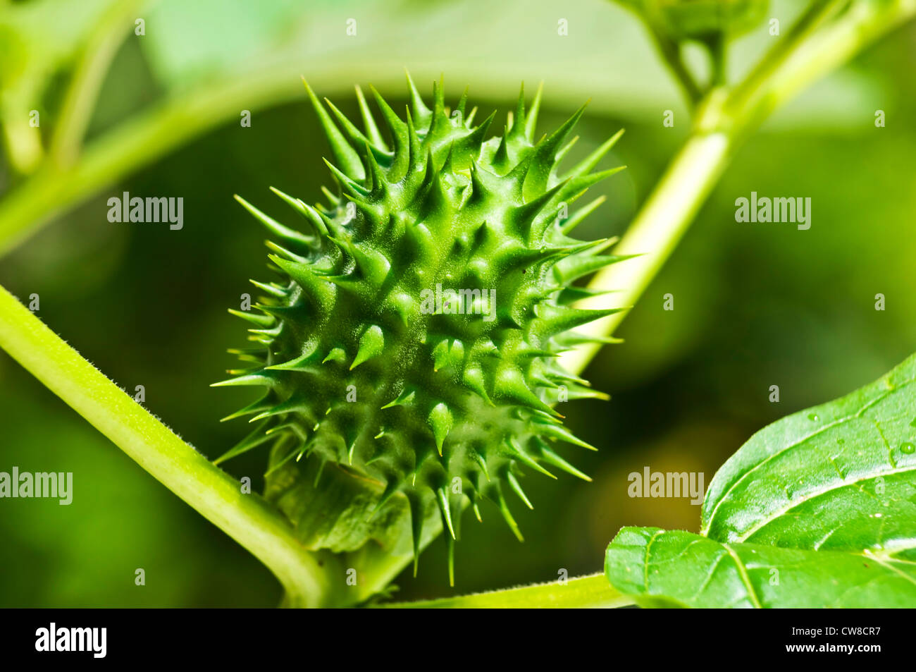 Thorn apple hi-res stock photography and images - Alamy