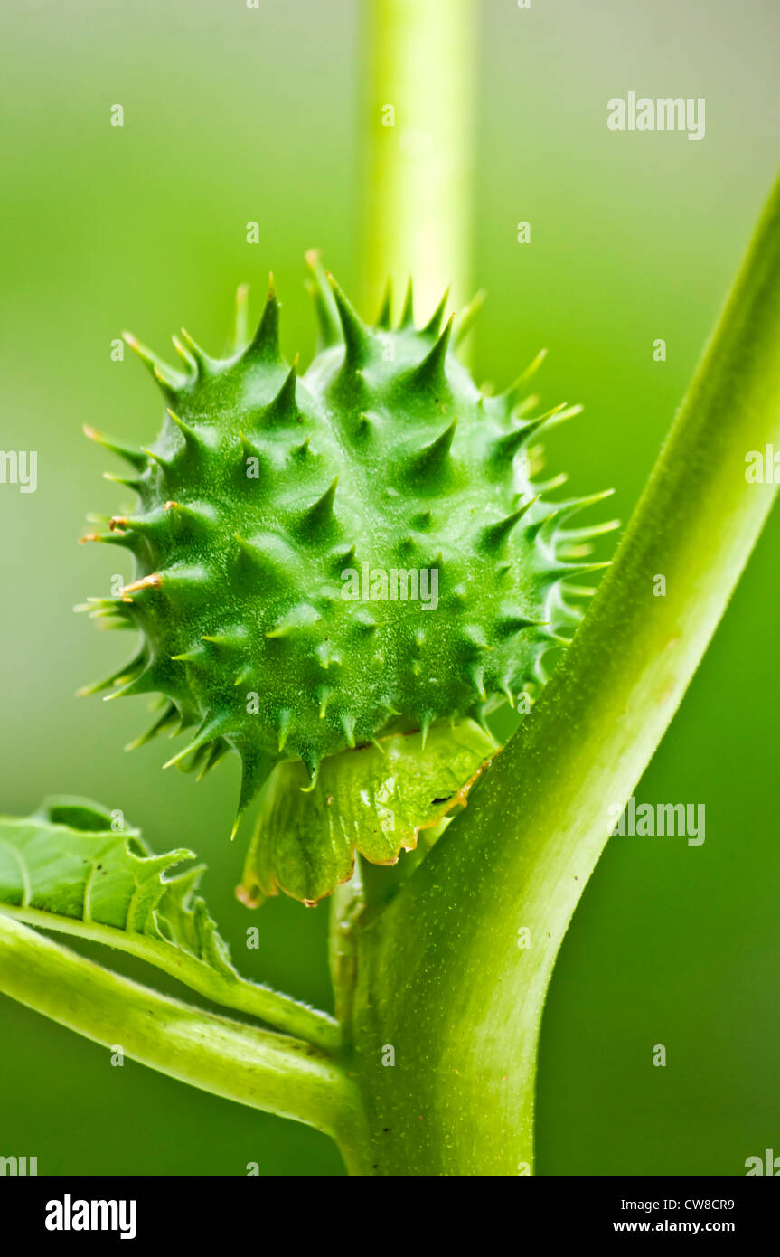 Thorn apple hi-res stock photography and images - Alamy
