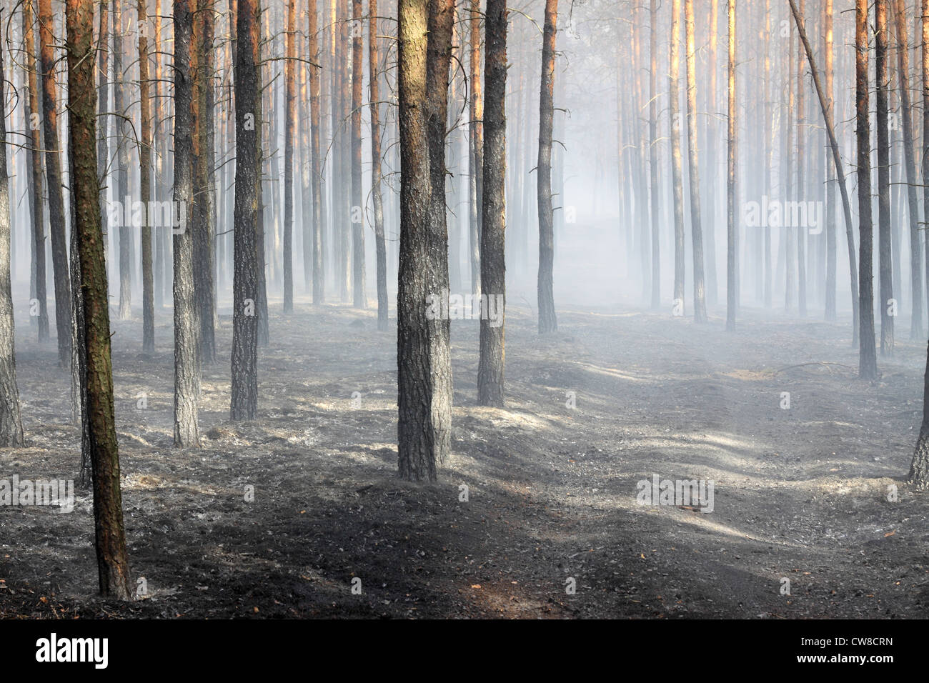 Forest after fire Stock Photo - Alamy