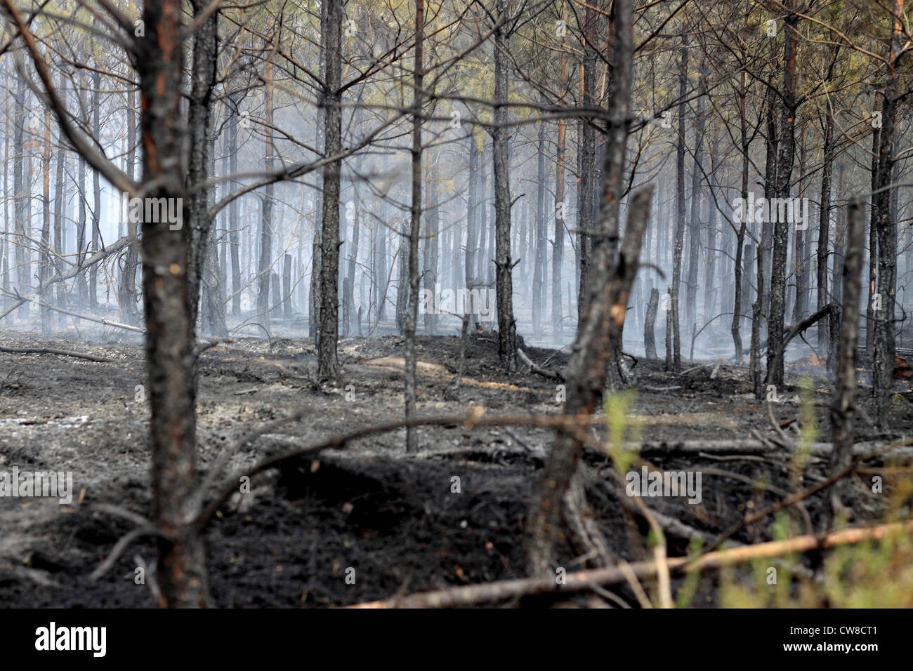 Forest after fire Stock Photo - Alamy