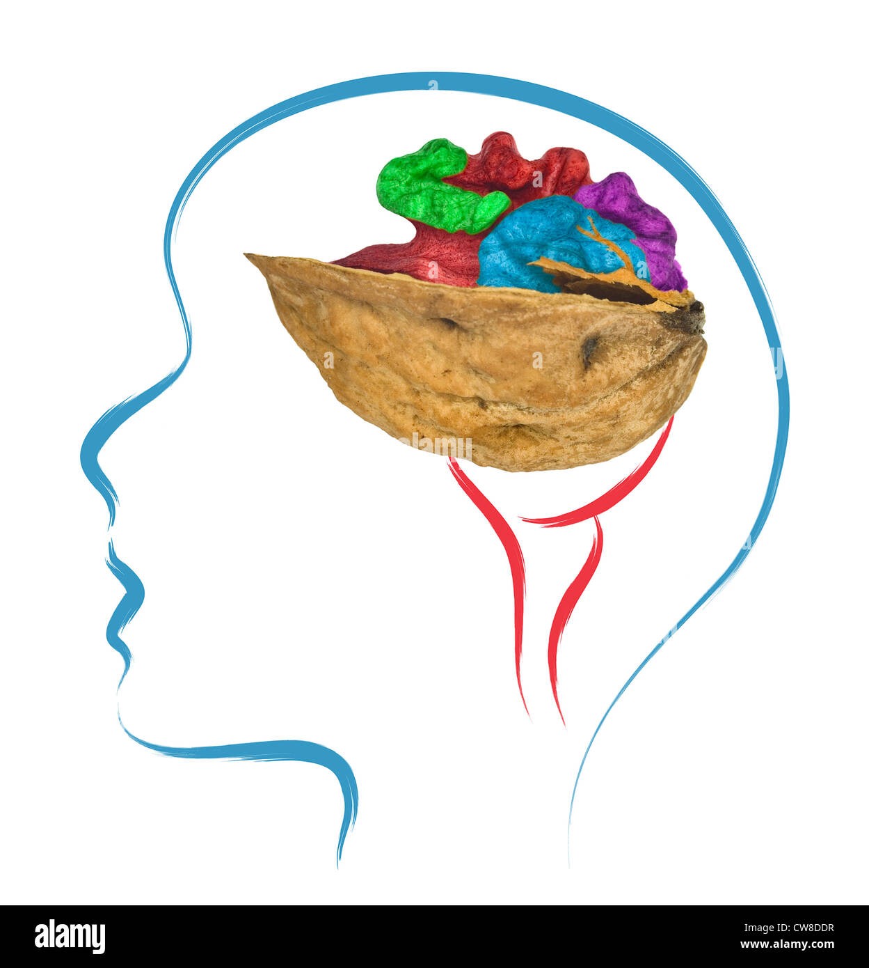 brain as a walnut abstract head illustration Stock Photo - Alamy