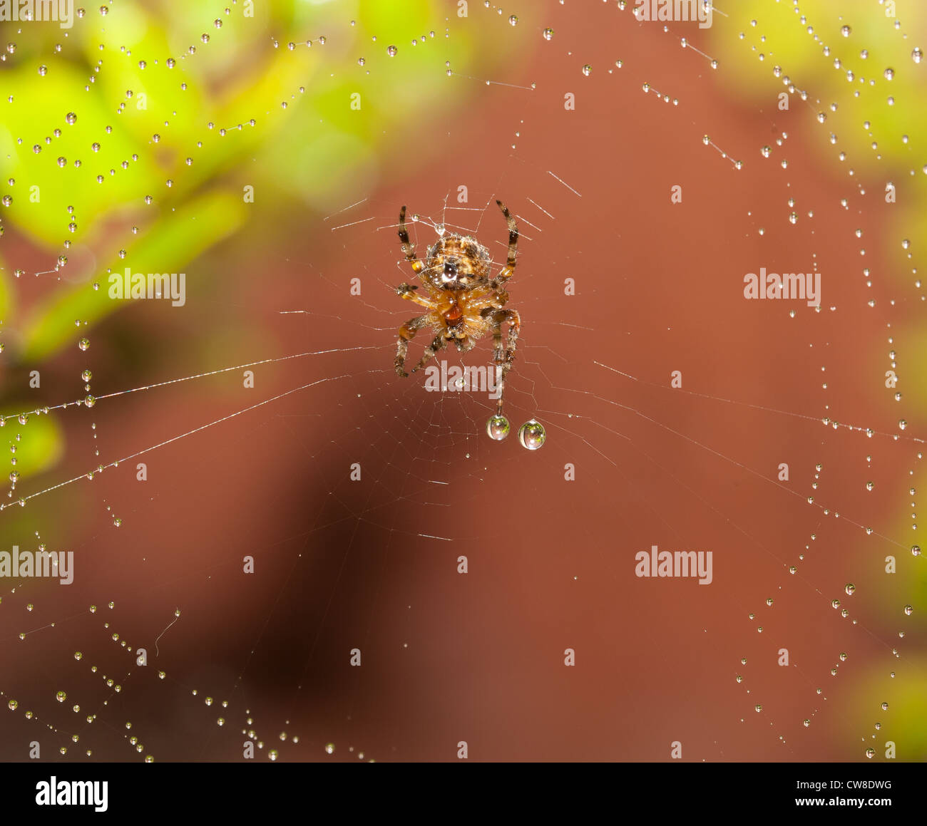 Garden spider and web in the rain Stock Photo - Alamy
