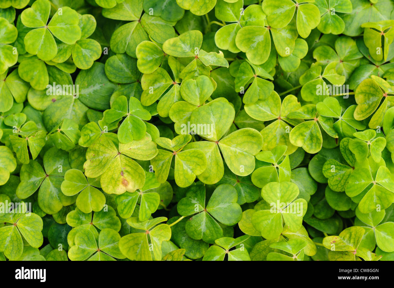 Irish shamrock hi-res stock photography and images - Alamy