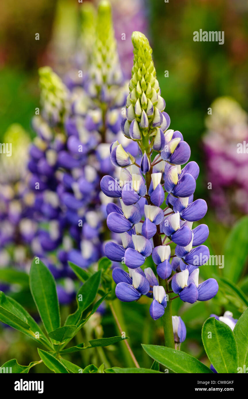 Blue lupin hi-res stock photography and images - Alamy