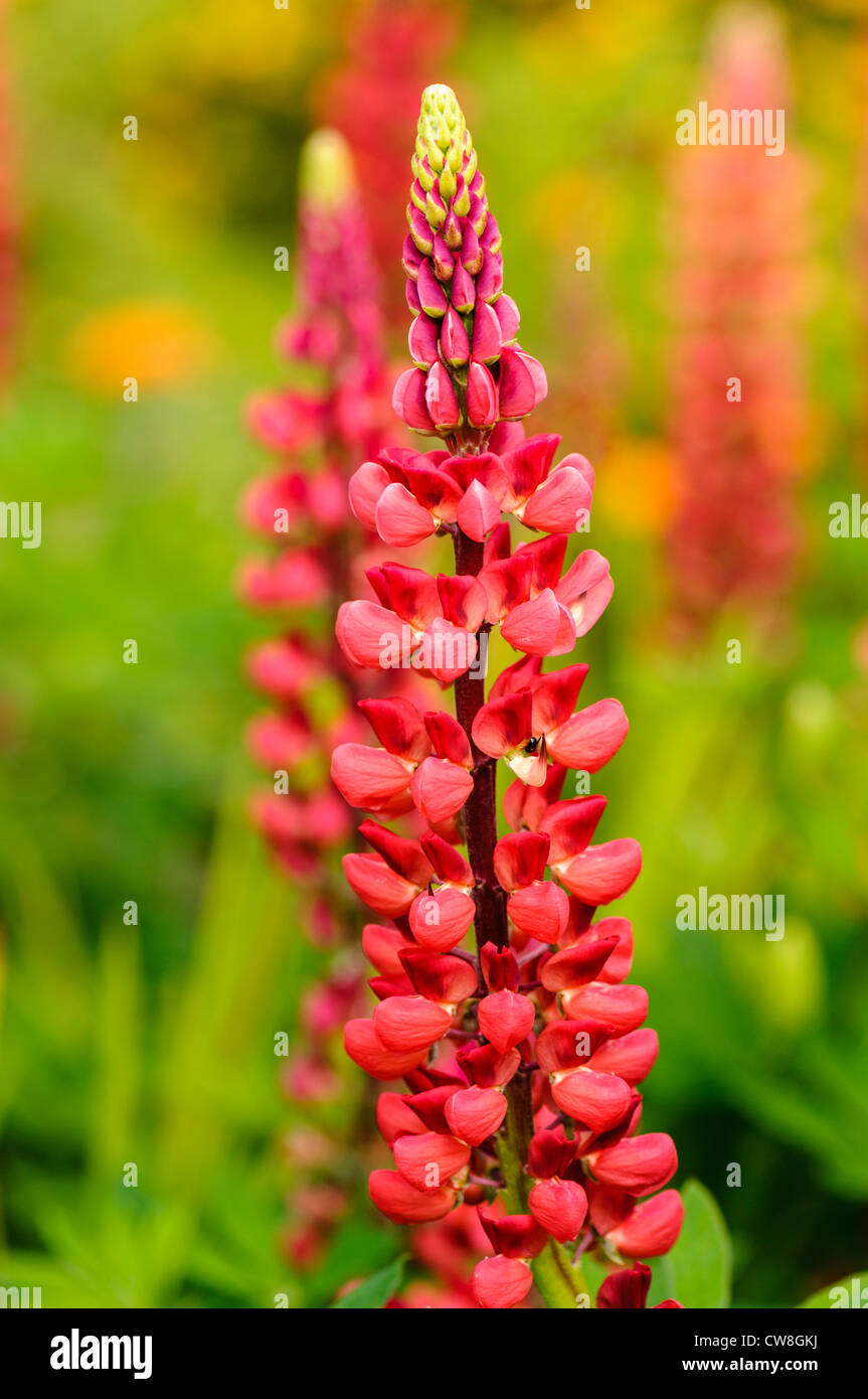 Red lupin lupus Stock Photo - Alamy