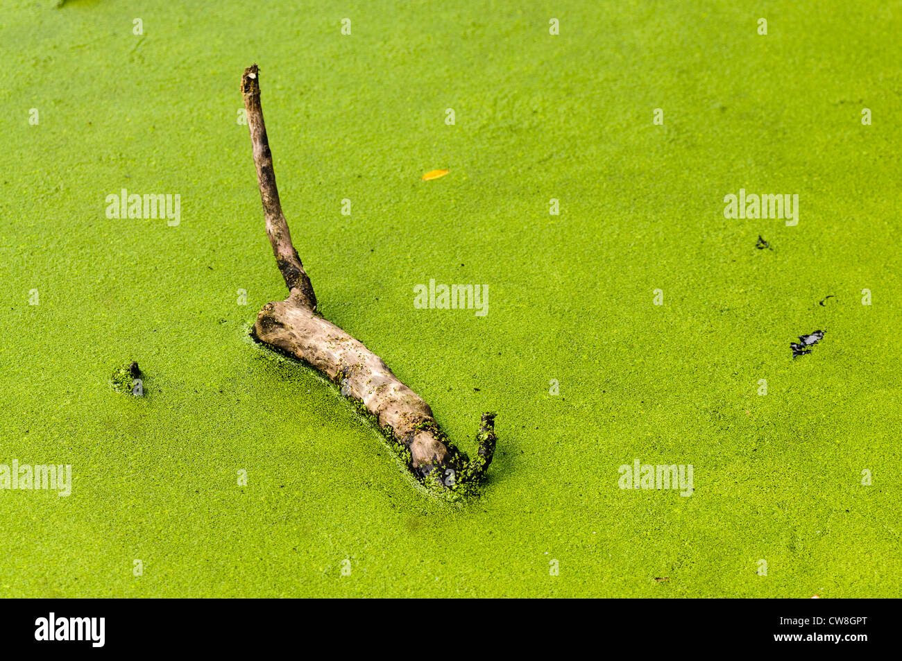 Tree branch floating in water with a layer of green algae Stock Photo ...