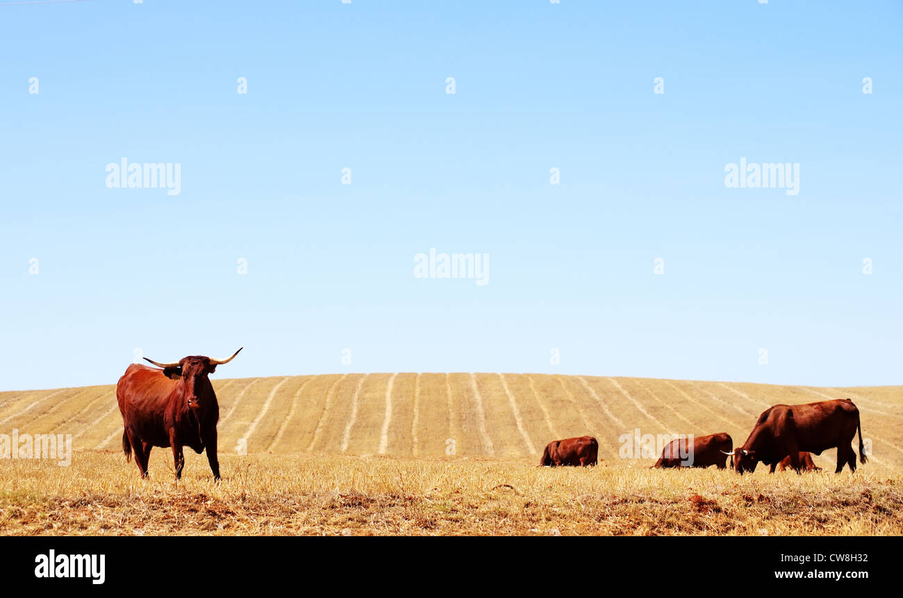 Cows in dry field Stock Photo - Alamy