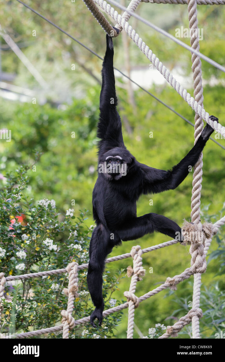 Agile gibbon (hylobates agilis Stock Photo - Alamy