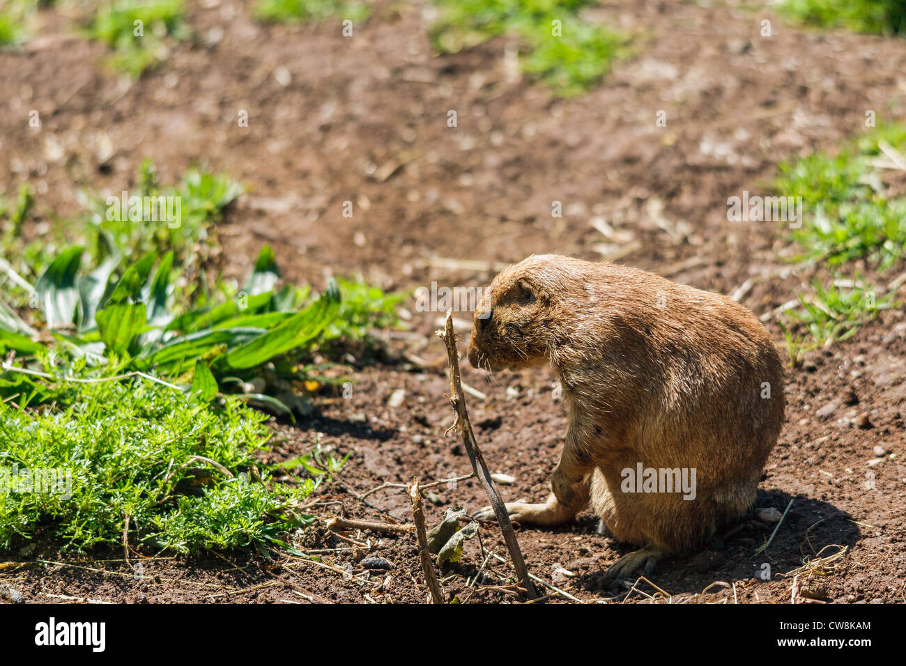 Prairie Dog (Cynomys Stock Photo - Alamy