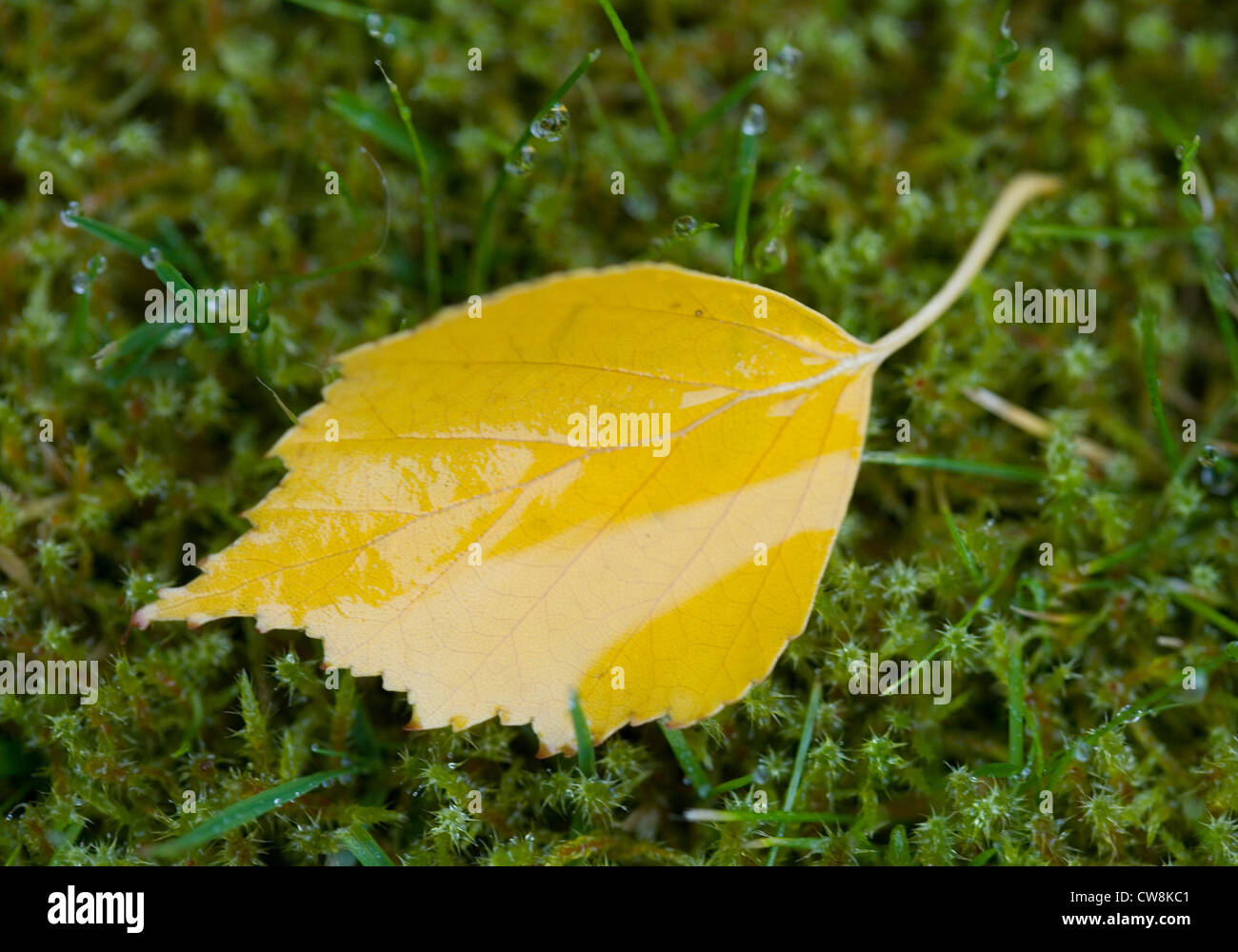 Berlin, Yellow birch leaf lies on peat moss Stock Photo - Alamy