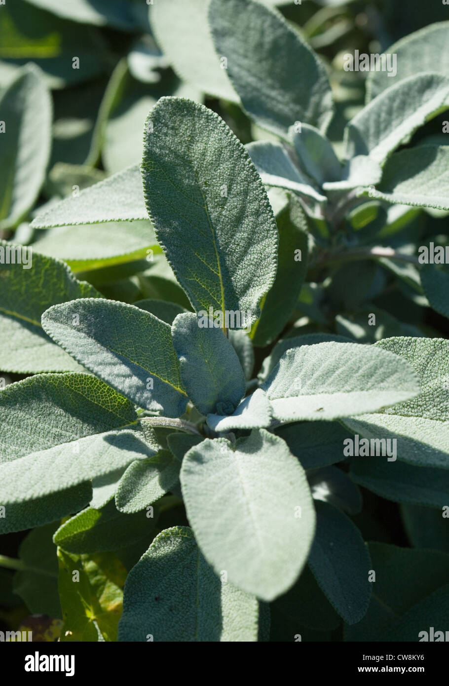 Berlin, sage plant Stock Photo - Alamy