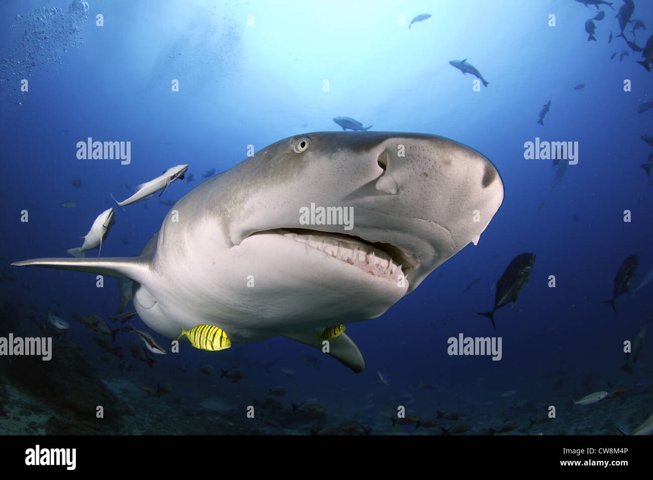 Lemon shark hi-res stock photography and images - Alamy