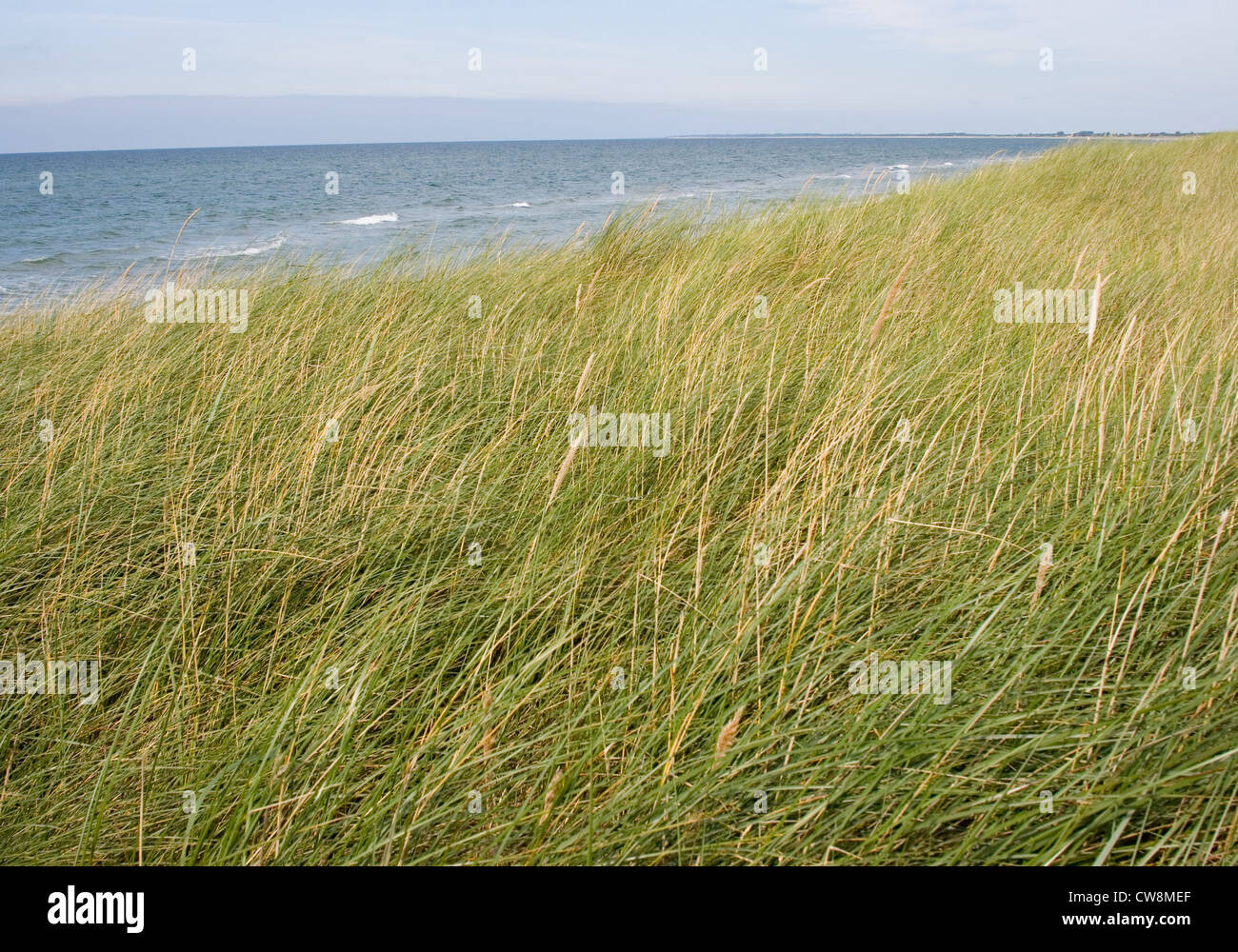 Neuhaus, beach wheat Stock Photo - Alamy