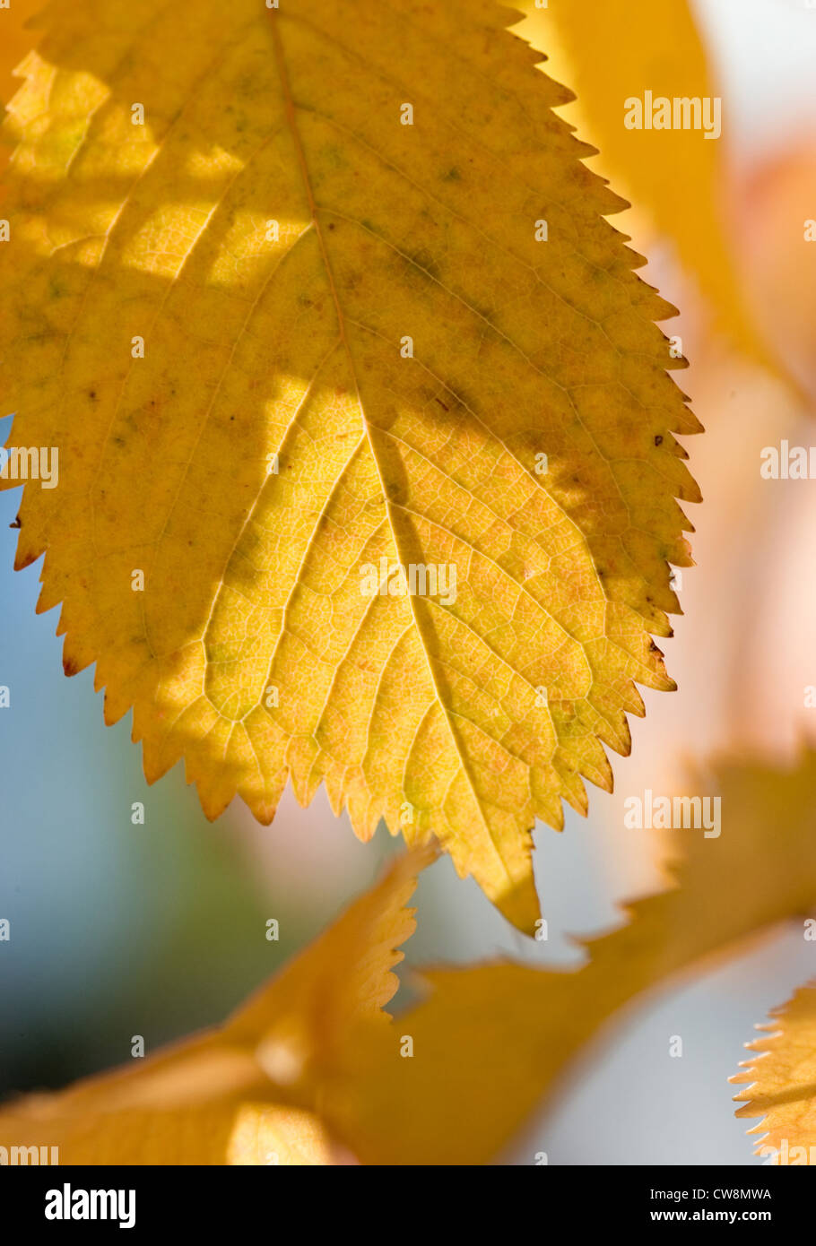 Berlin, Fall Foliage Stock Photo - Alamy