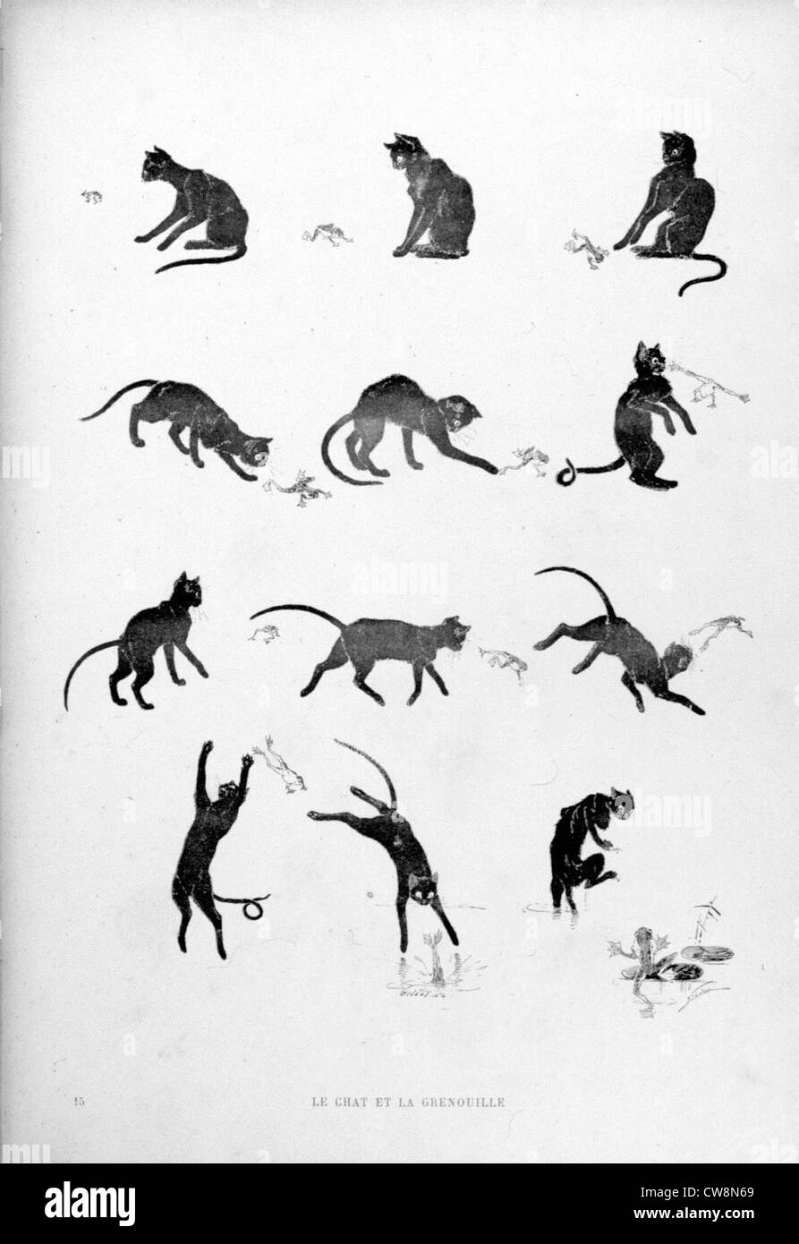 Cat and frog hi-res stock photography and images - Alamy