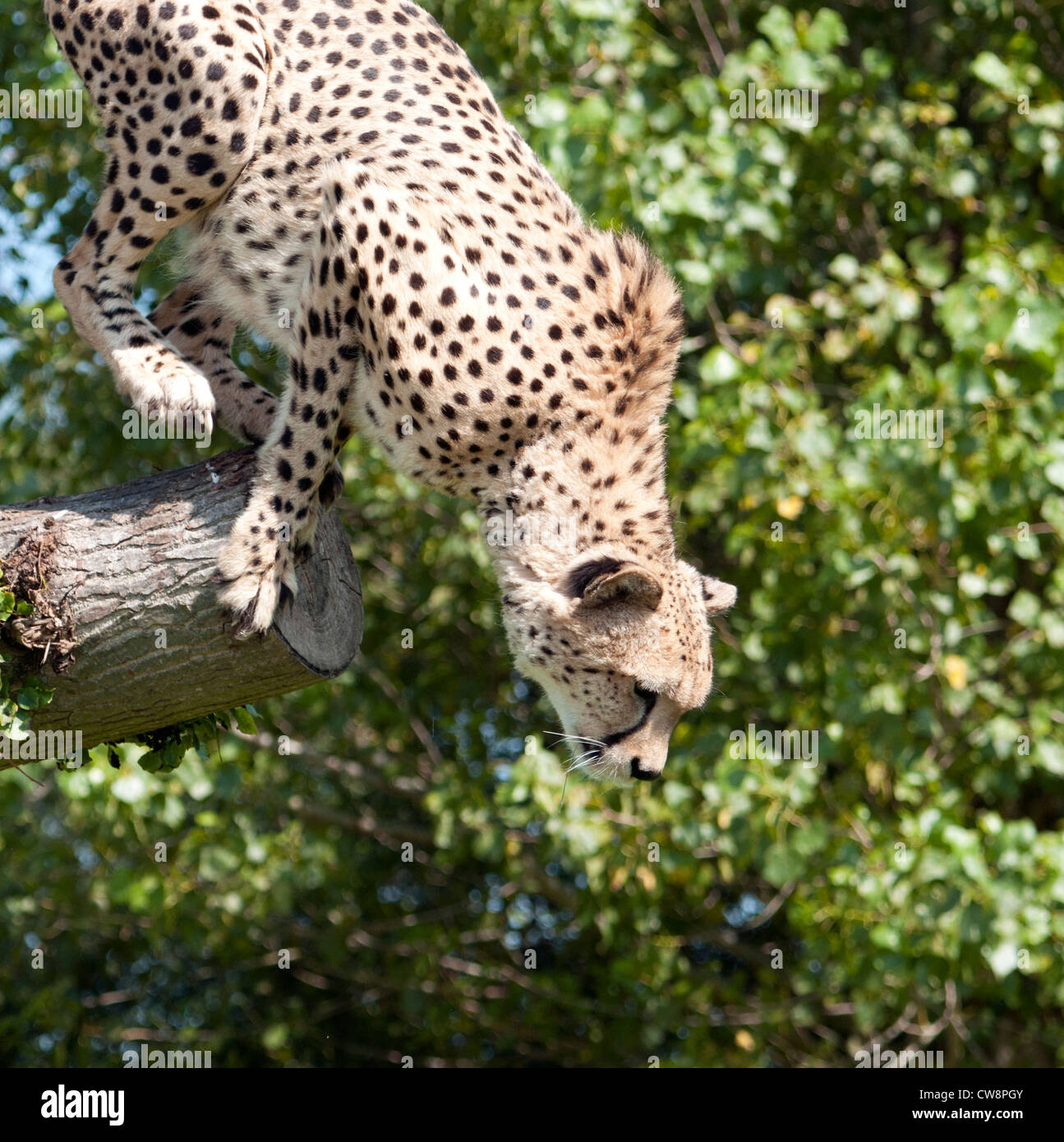 Male cheetah jumping from tree Stock Photo - Alamy