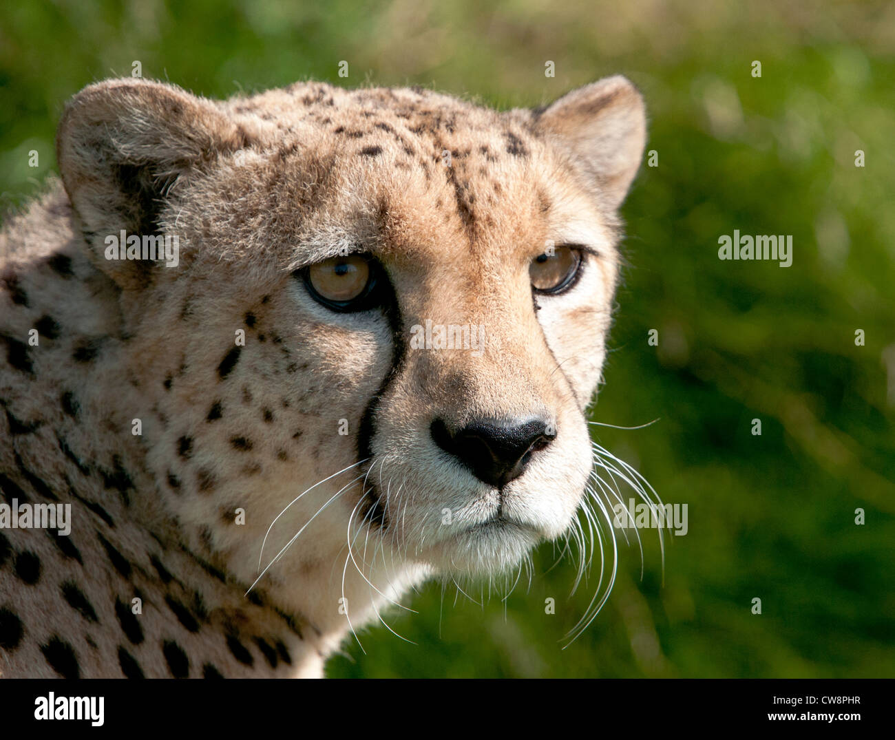 Cheetah ears hi-res stock photography and images - Alamy