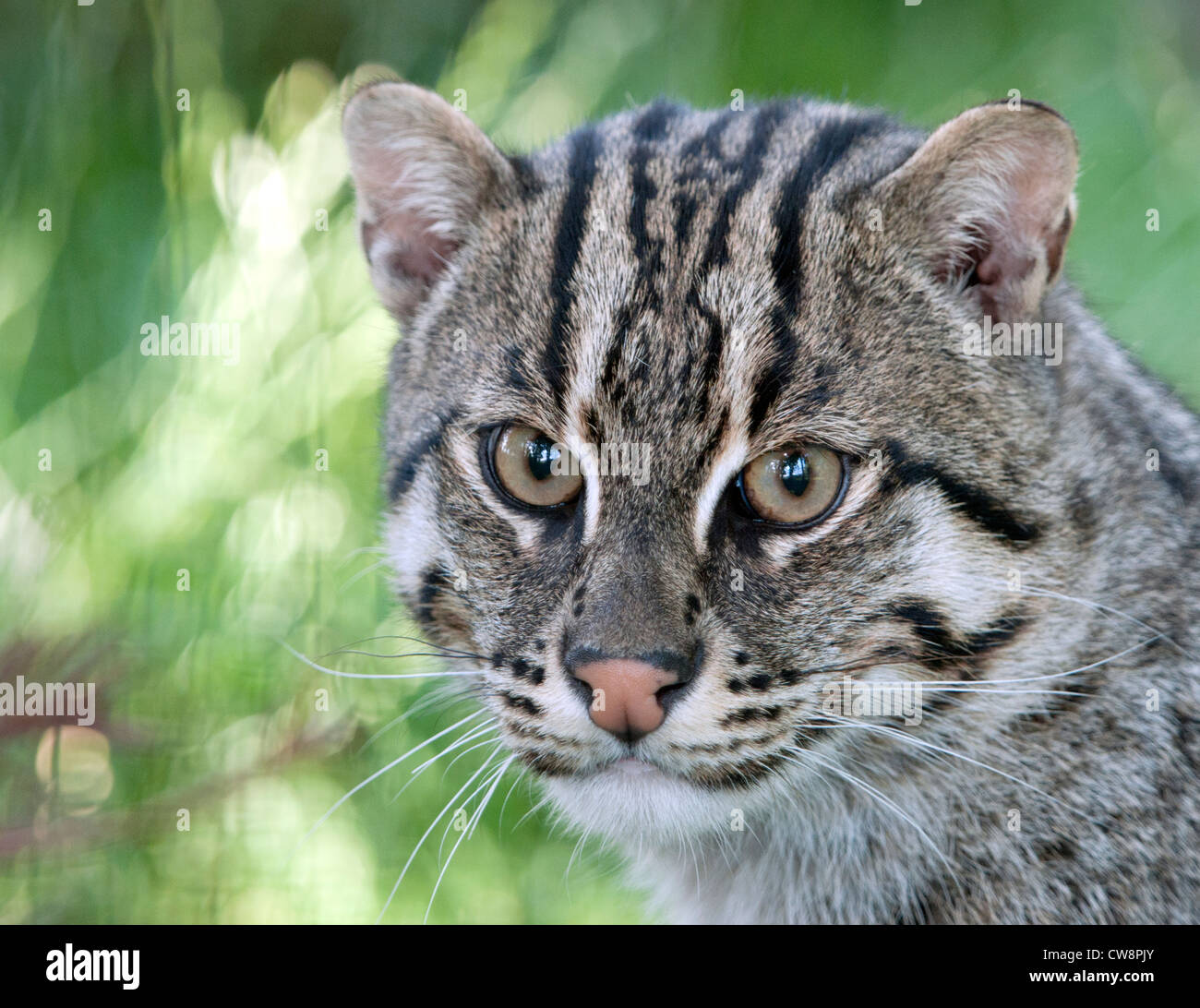 Cat looking towards camera hi-res stock photography and images - Alamy