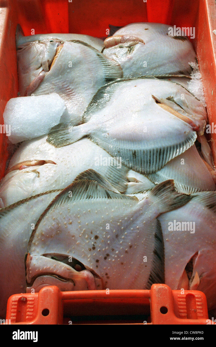 Sassnitz, box of freshly caught plaice Stock Photo - Alamy